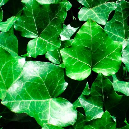 Could this natural solution be the best way to prevent mould in ...