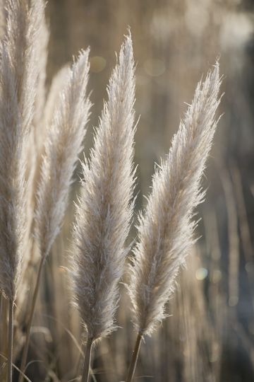 How To Grow Pampas Grass Follow Our Tips On When And Where To Plant This Striking Grass