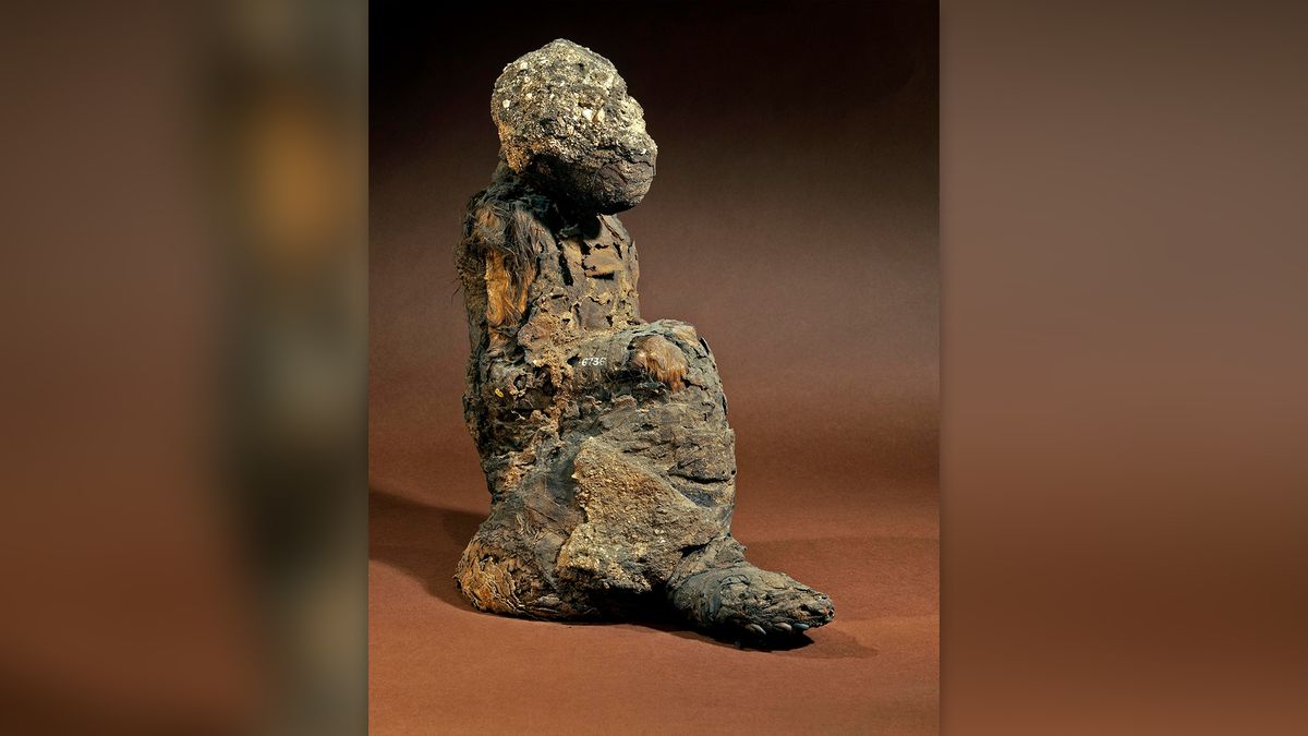 Ancient Egypt's sacred baboons had tough lives, study suggests | Live ...