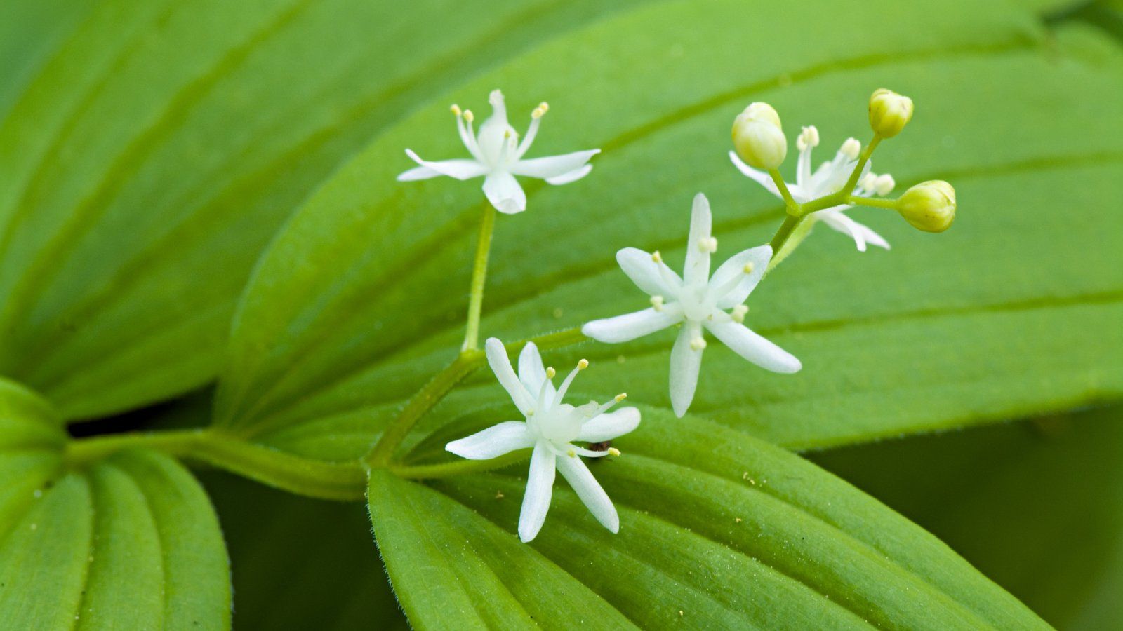 Choosing Shade Wildflowers: Shade-Loving Wildflowers For The Garden ...