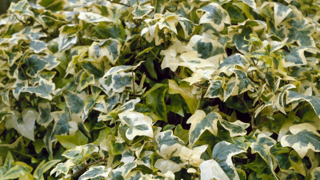 Ivy care and growing guide: tips for these climbing vines | Gardeningetc