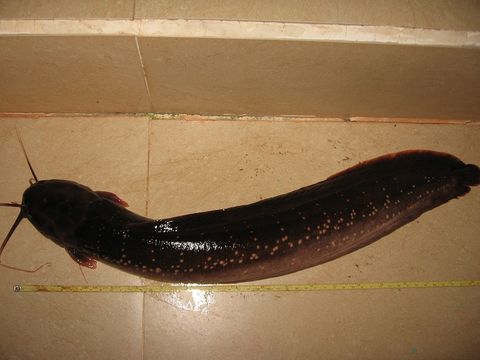 Walking Catfish, Demon Bat Among 126 New Mekong Species | Live Science