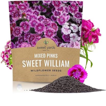 How to grow sweet William: Expert tips | Homes and Gardens