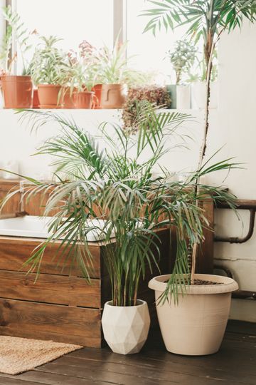 How to Revive a Dying Palm Plant — Experts Offer 4 Tips | Livingetc