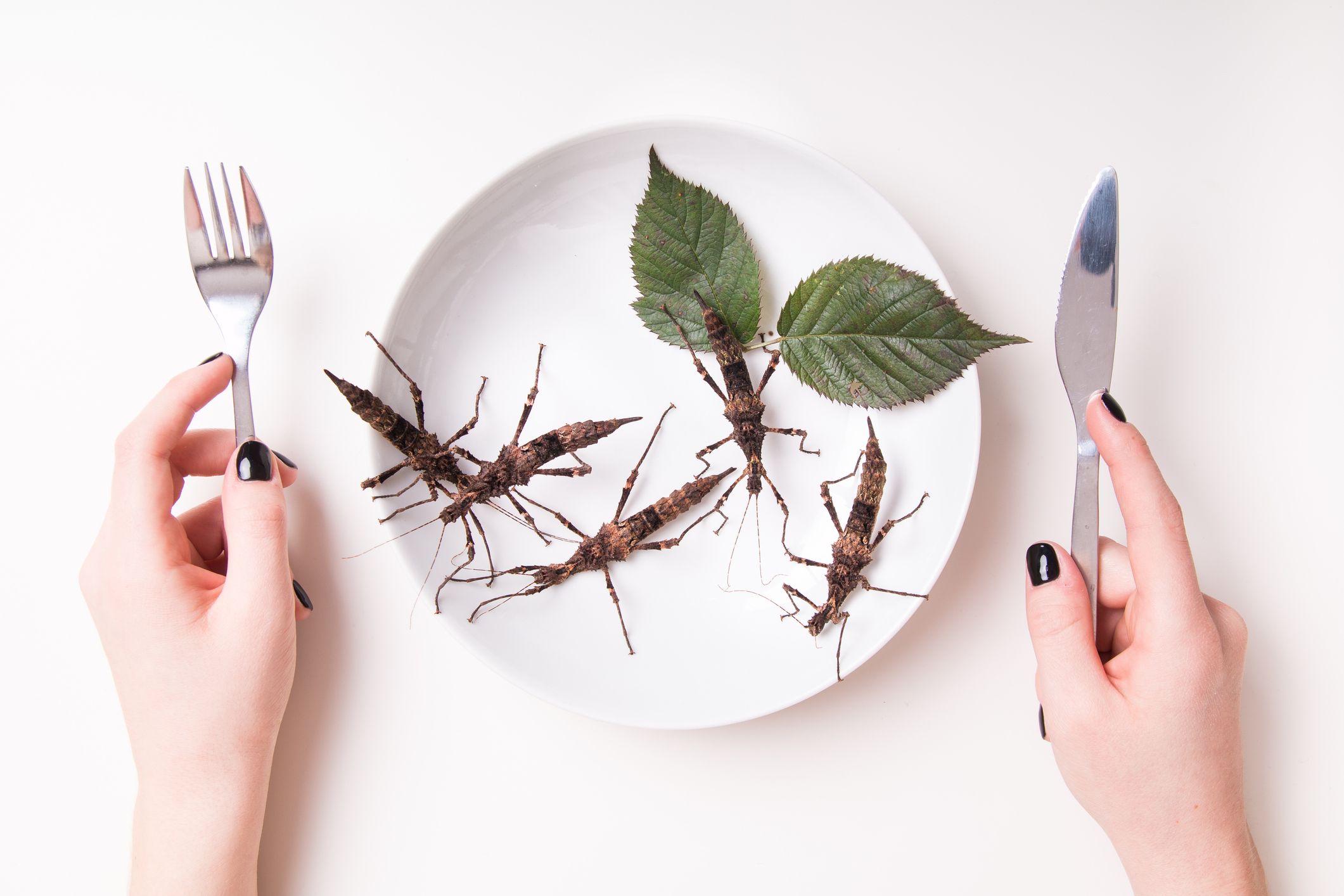 The Week contest: Eat bugs | The Week