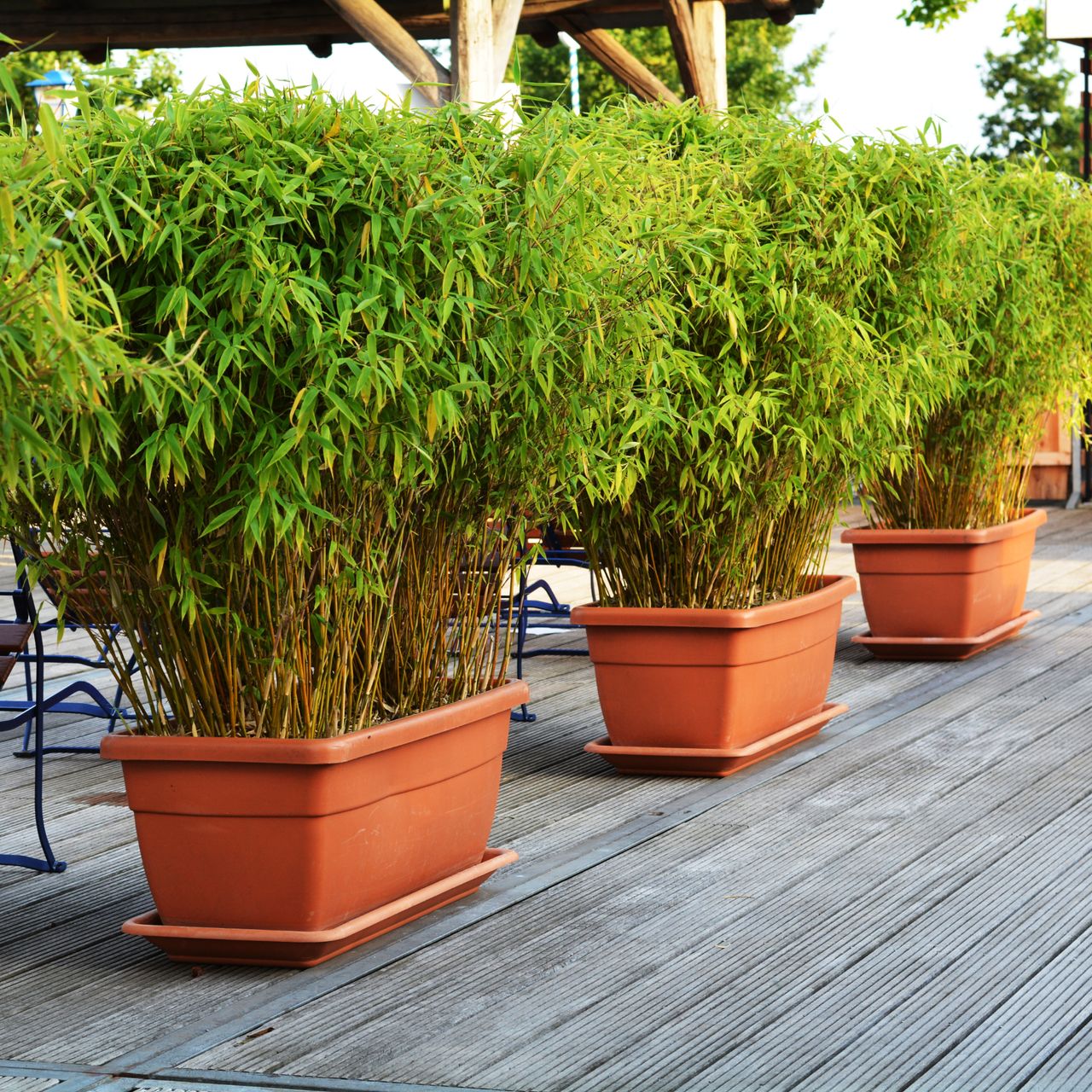 Why is my bamboo turning yellow? 6 common reasons | Ideal Home