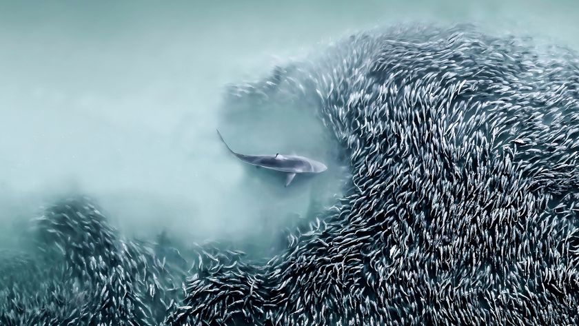 Who is Evan Vucci? The Pulitzer prize winning photographer who captured ...