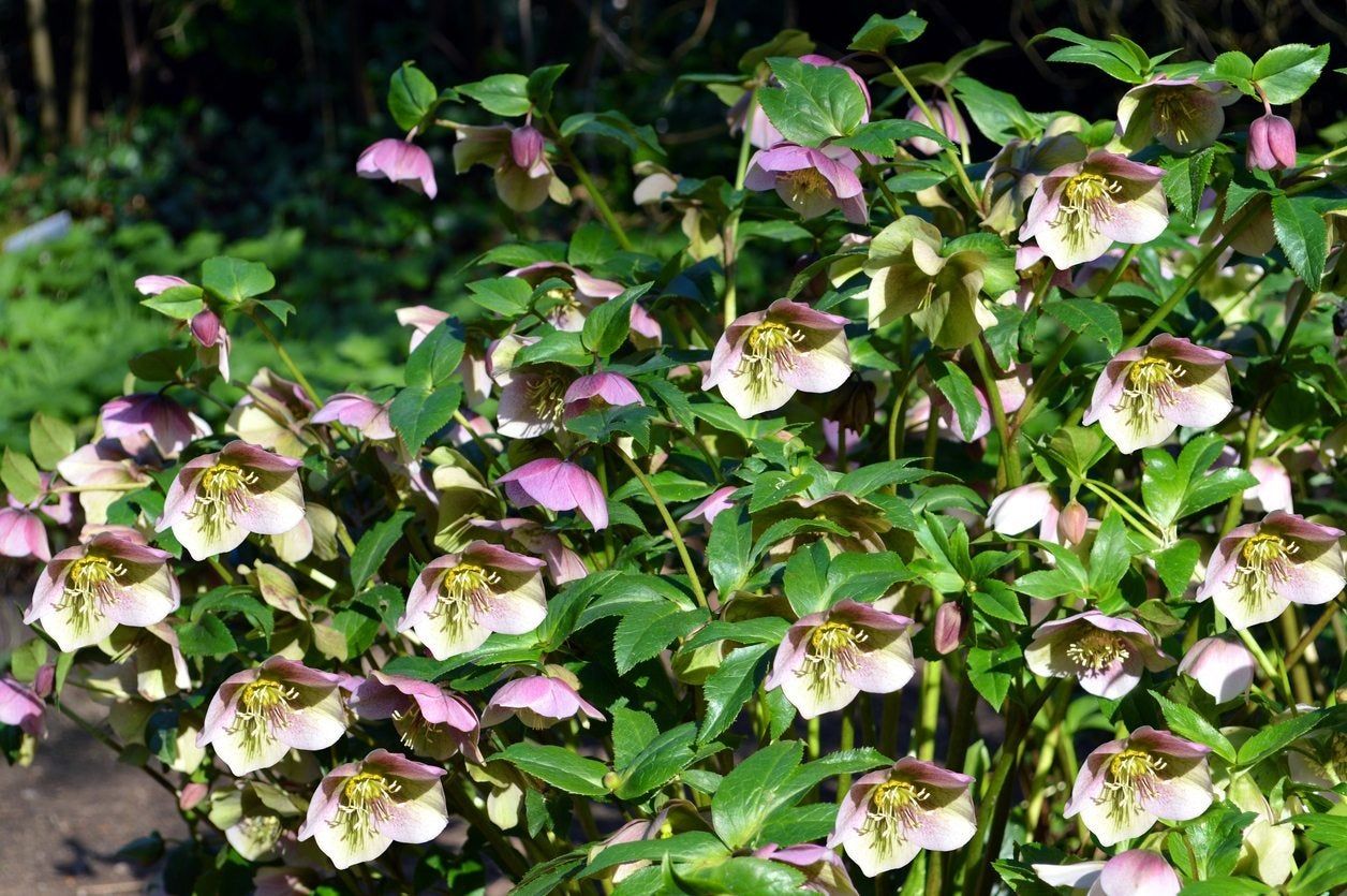 Oriental Hellebore Care: How To Grow Oriental Hellebores In The Garden ...