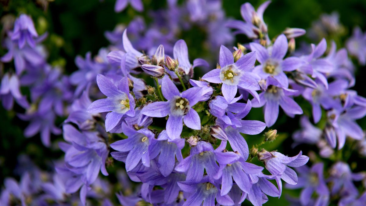 How To Grow Campanula Bellflowers: Complete Care Guide | Gardening Know How