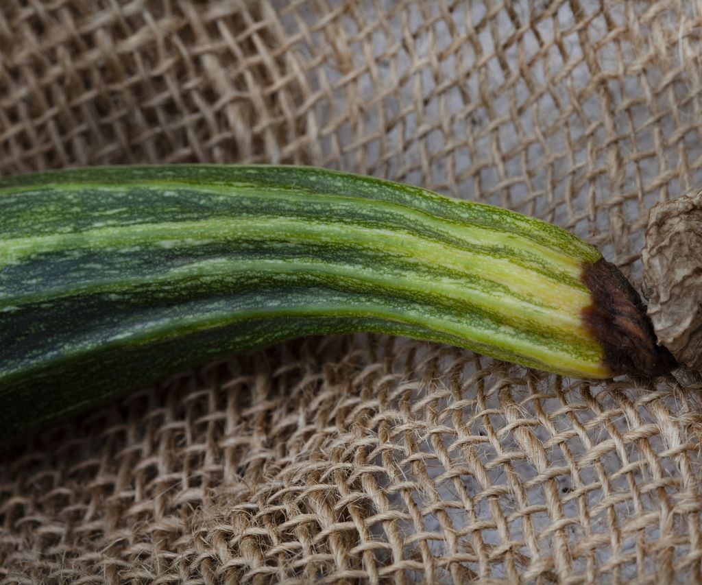 How to spot zucchini diseases and deal with problems | Homes and Gardens