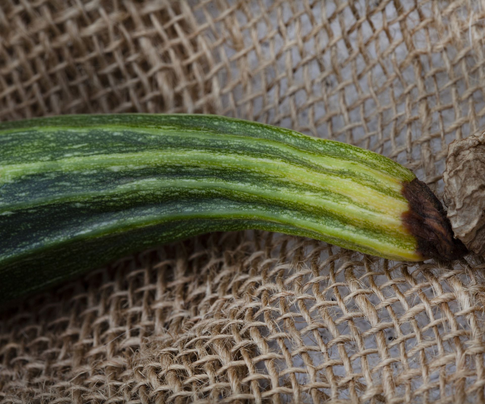 How to grow zucchini in containers for a great harvest | Homes and Gardens