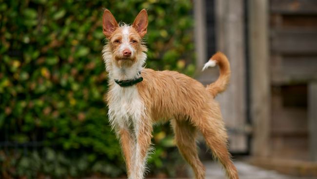 Sighthounds: What they are and the different types | PetsRadar