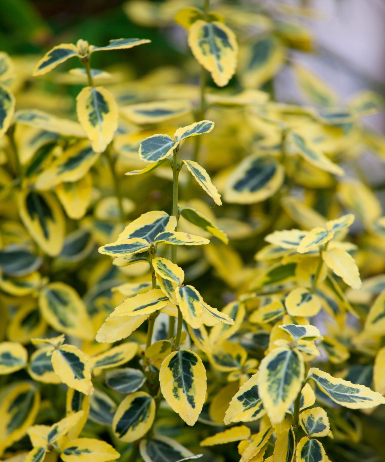 Best plants for topiary – 9 of the best to clip into shapes | Homes and ...