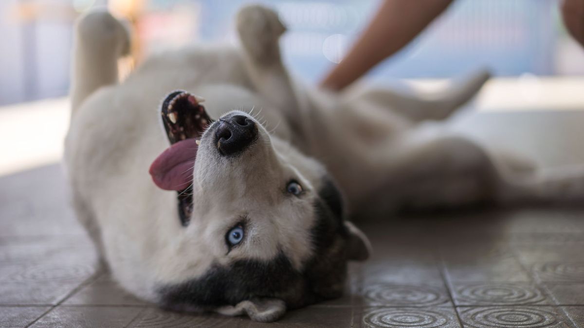 Why do dogs love belly rubs? We asked a behaviorist | PetsRadar