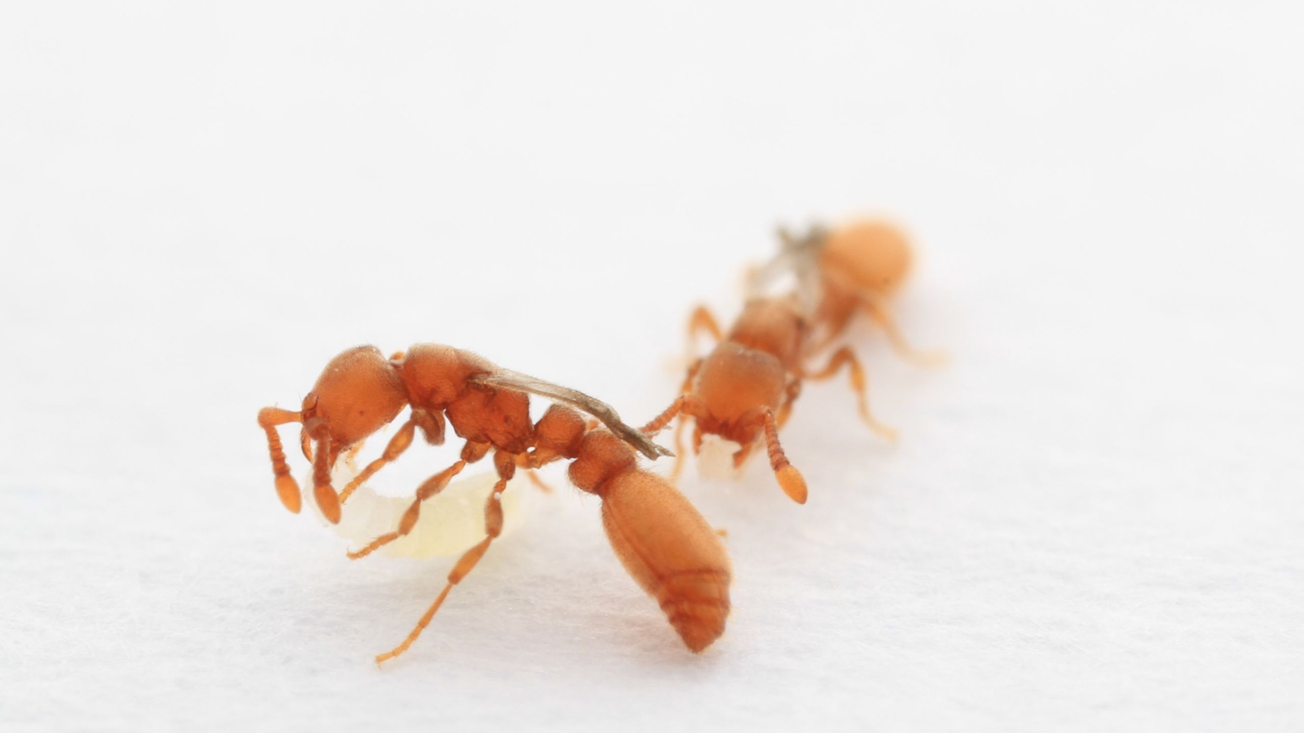 'Supergene' mutation turned ants into parasitic wannabe queens | Live ...