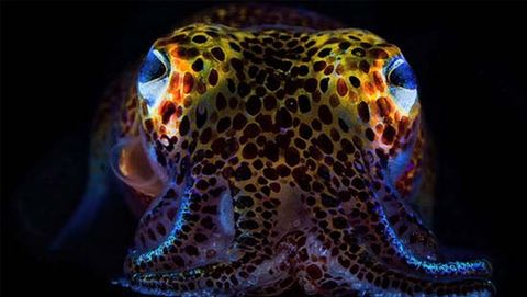 Under the sea: A squid album | Live Science