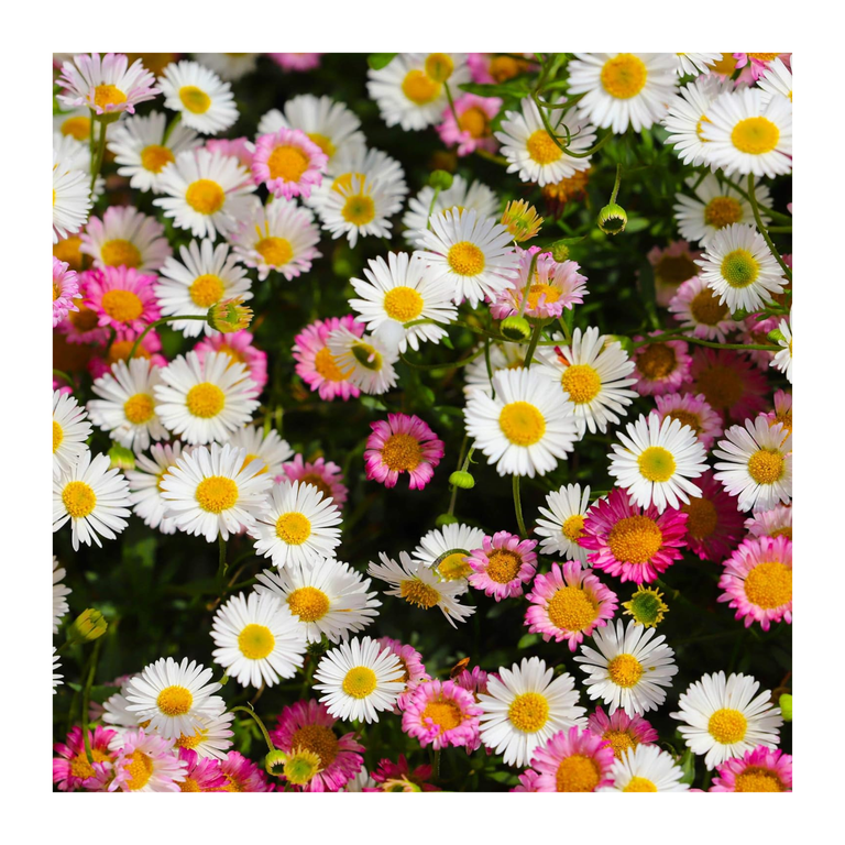 Fleabane Flower is the Perfect Whimsical Touch for a Backyard | Livingetc