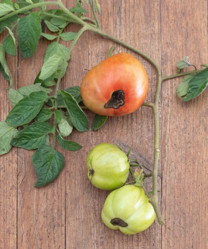 Why are the bottoms of my tomatoes turning brown? | Homes and Gardens