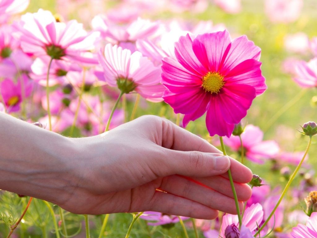 How To Pinch Cosmos For Bushier Plants | Gardening Know How