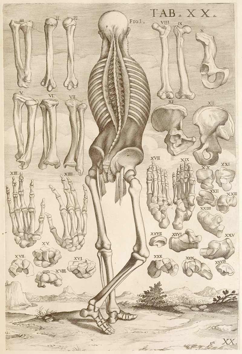 Image Gallery: The Oddities of Human Anatomy | Live Science