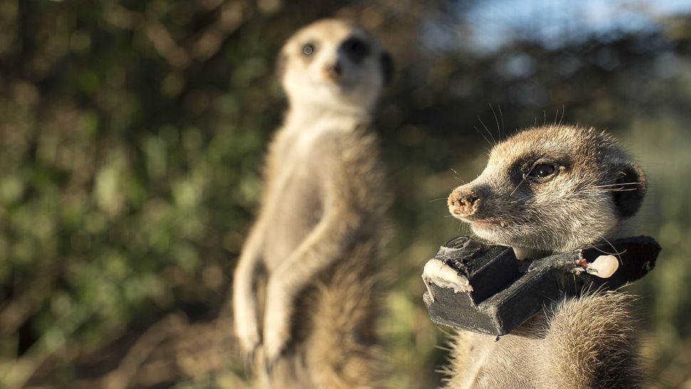 Behind the scenes with the BBC's new Animals with Cameras series ...