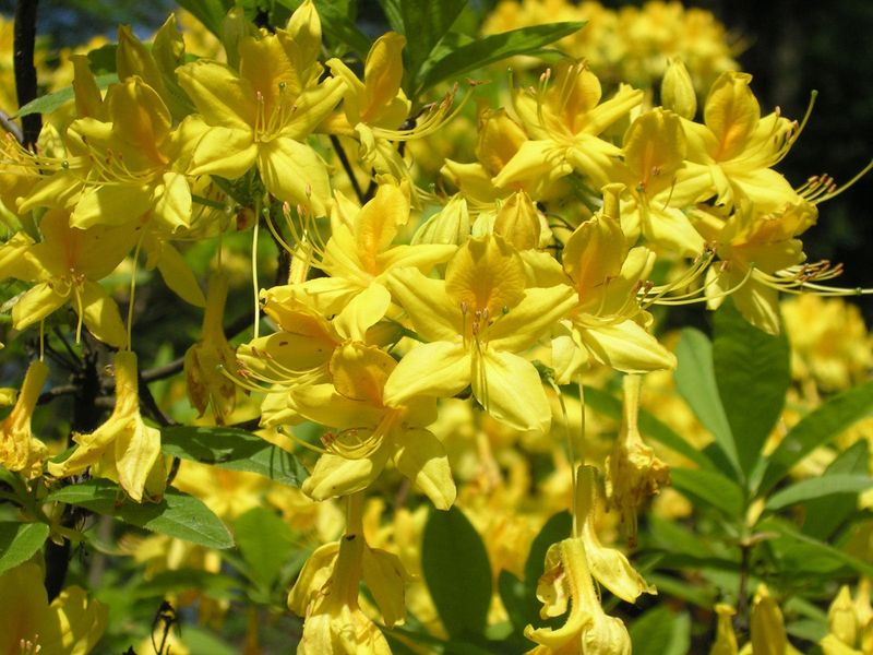 Tips & Information about Azaleas | Gardening Know How