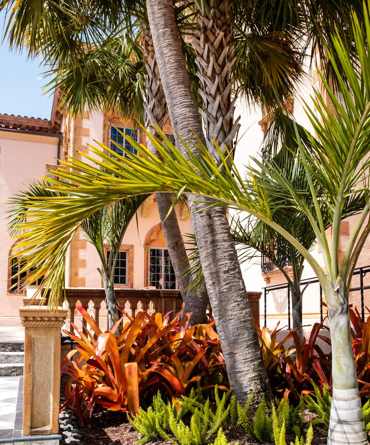 How to grow and care for a Christmas palm tree: expert tips | Homes and ...