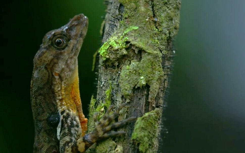 WATCH: First-Ever Footage of a Lizard Breathing Underwater | Live Science