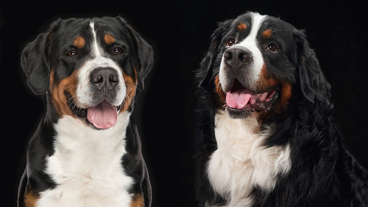Bernese Mountain Dog vs. Greater Swiss Mountain Dog | PetsRadar