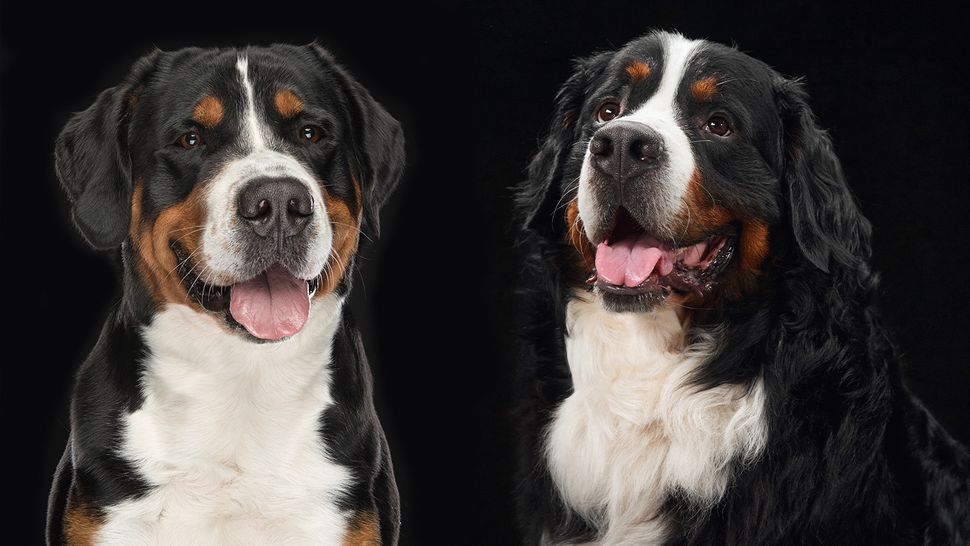 Bernese Mountain Dog vs. Greater Swiss Mountain Dog | PetsRadar
