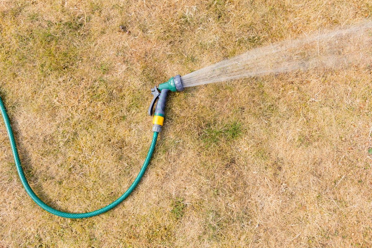 Can Grass Be Overwatered: Learn How To Repair An Overwatered Lawn ...
