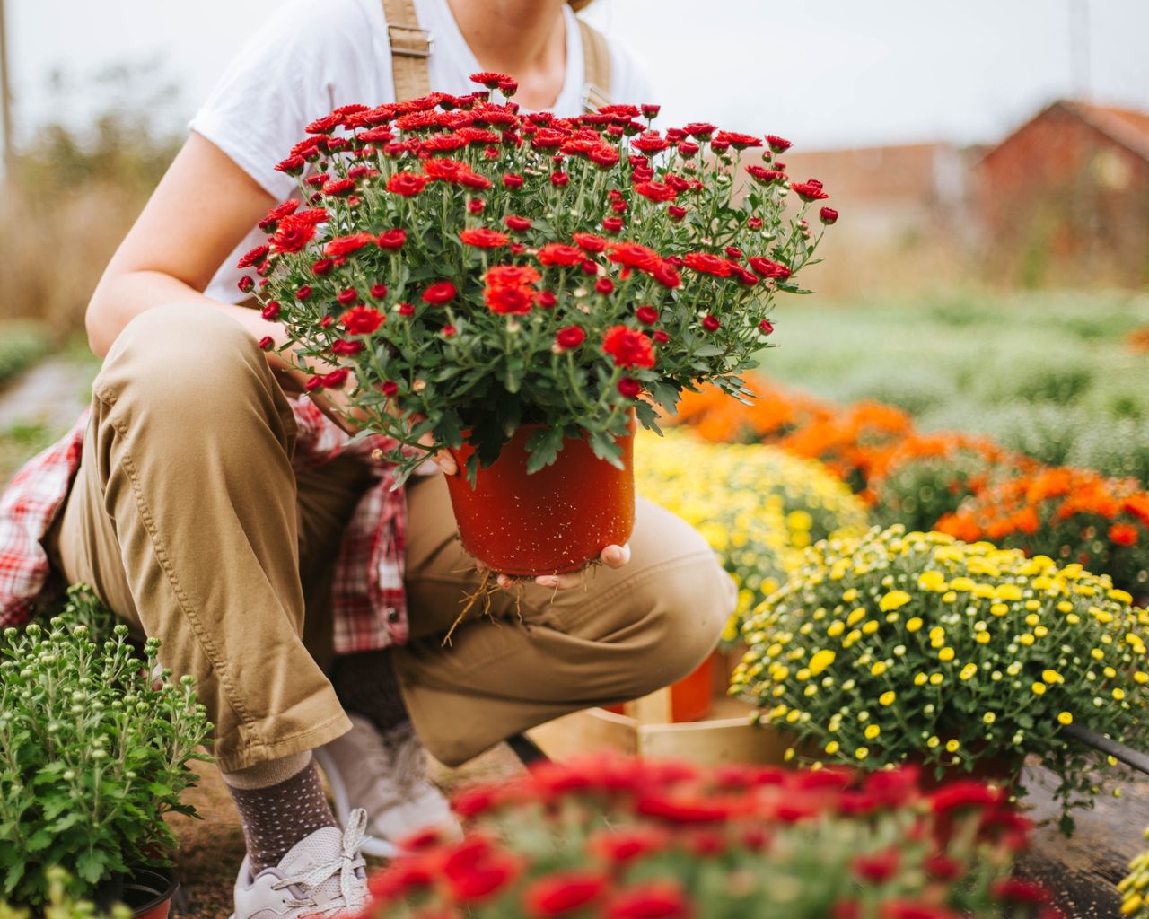 How To Care For Mums In Pots: Expert Advice | Gardening Know How