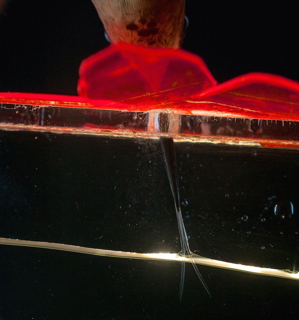 Photos of Hummingbirds Sticking Out Their Tongues | Live Science
