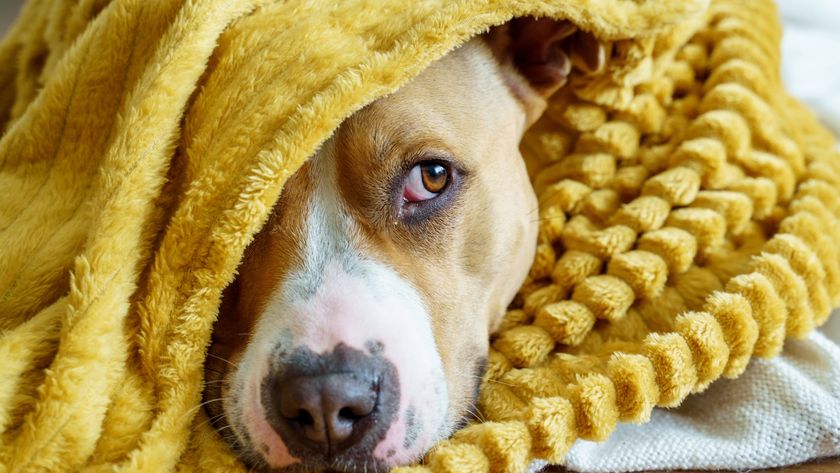Red paws on dogs: Vet shares key causes and treatments | PetsRadar