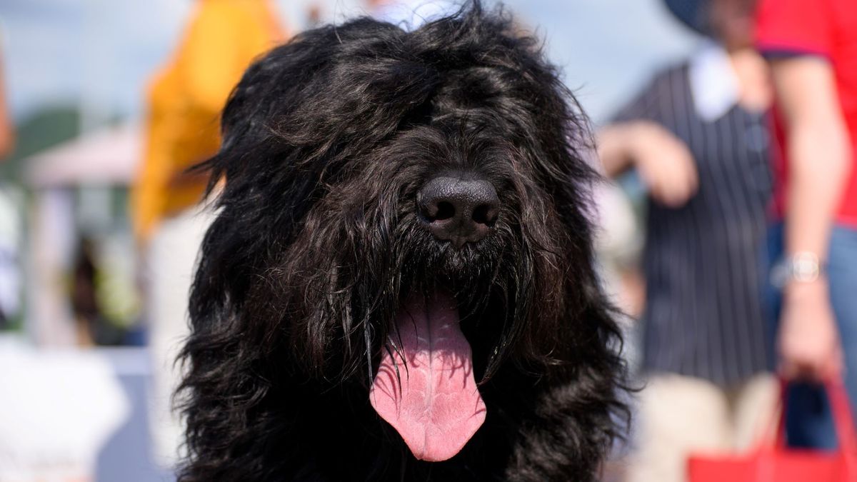 32 most expensive dog breeds | PetsRadar