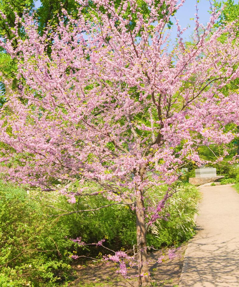 Tough urban trees that will thrive in cities for greener, healthier ...