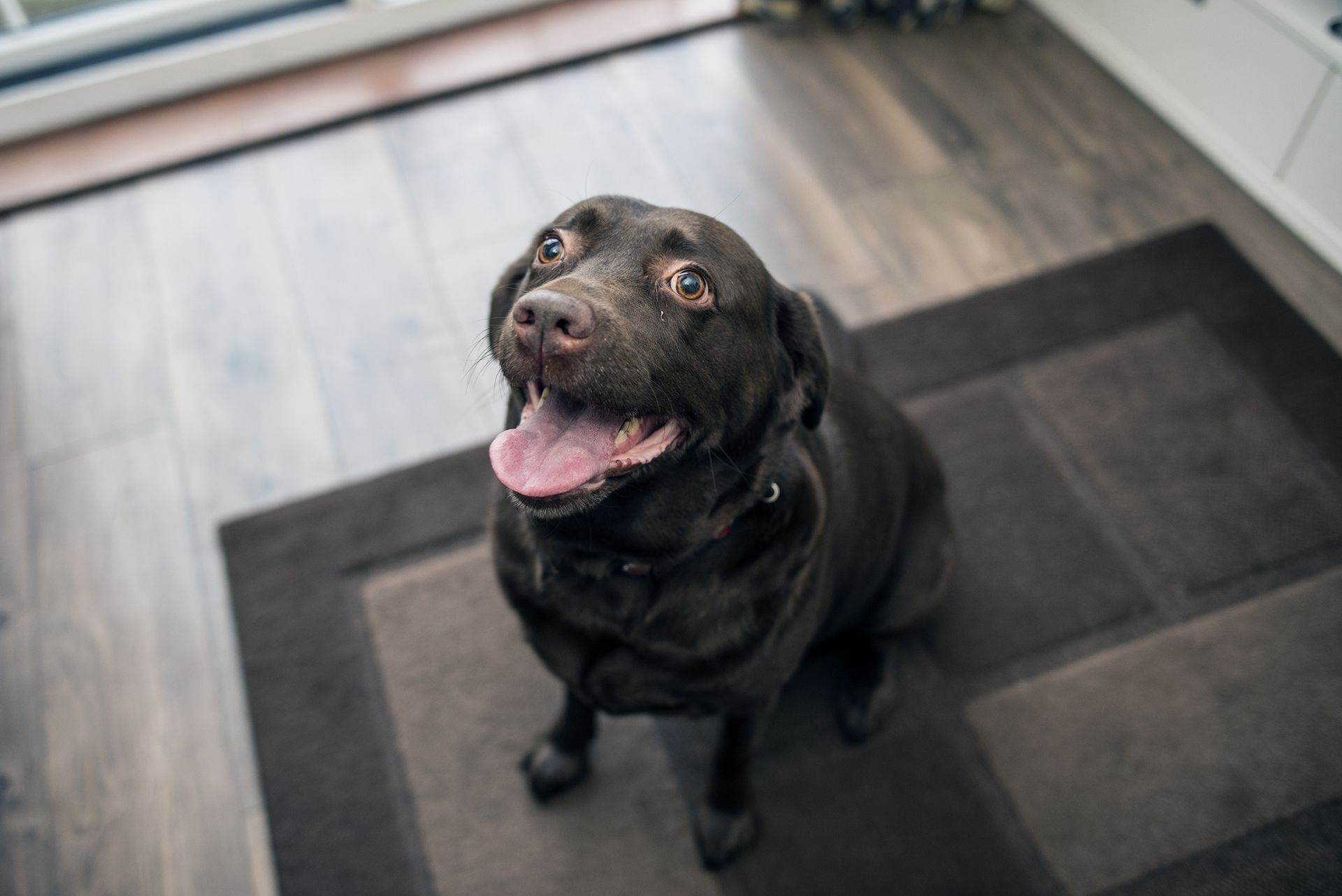 How to stop a dog nipping or biting when it's excited | Country Life