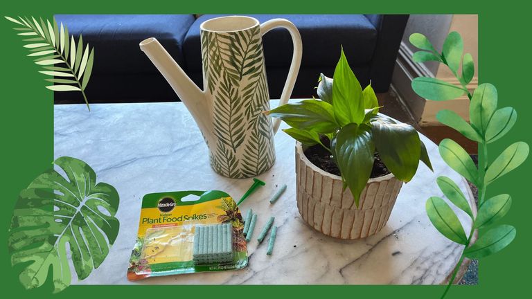 Discovering Plant Food Spikes has made my houseplants thrive | Woman & Home
