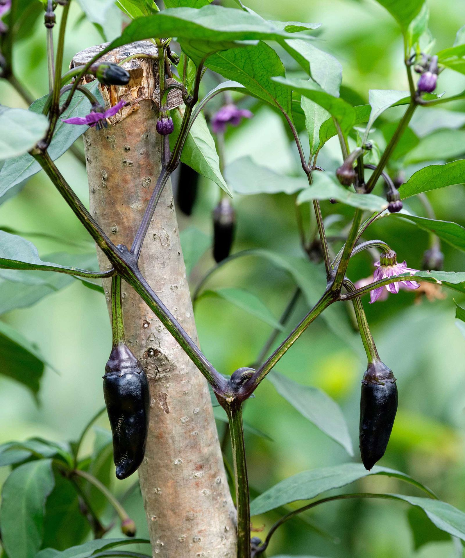 Types of chili peppers: the 10 best varieties to grow | Homes and Gardens