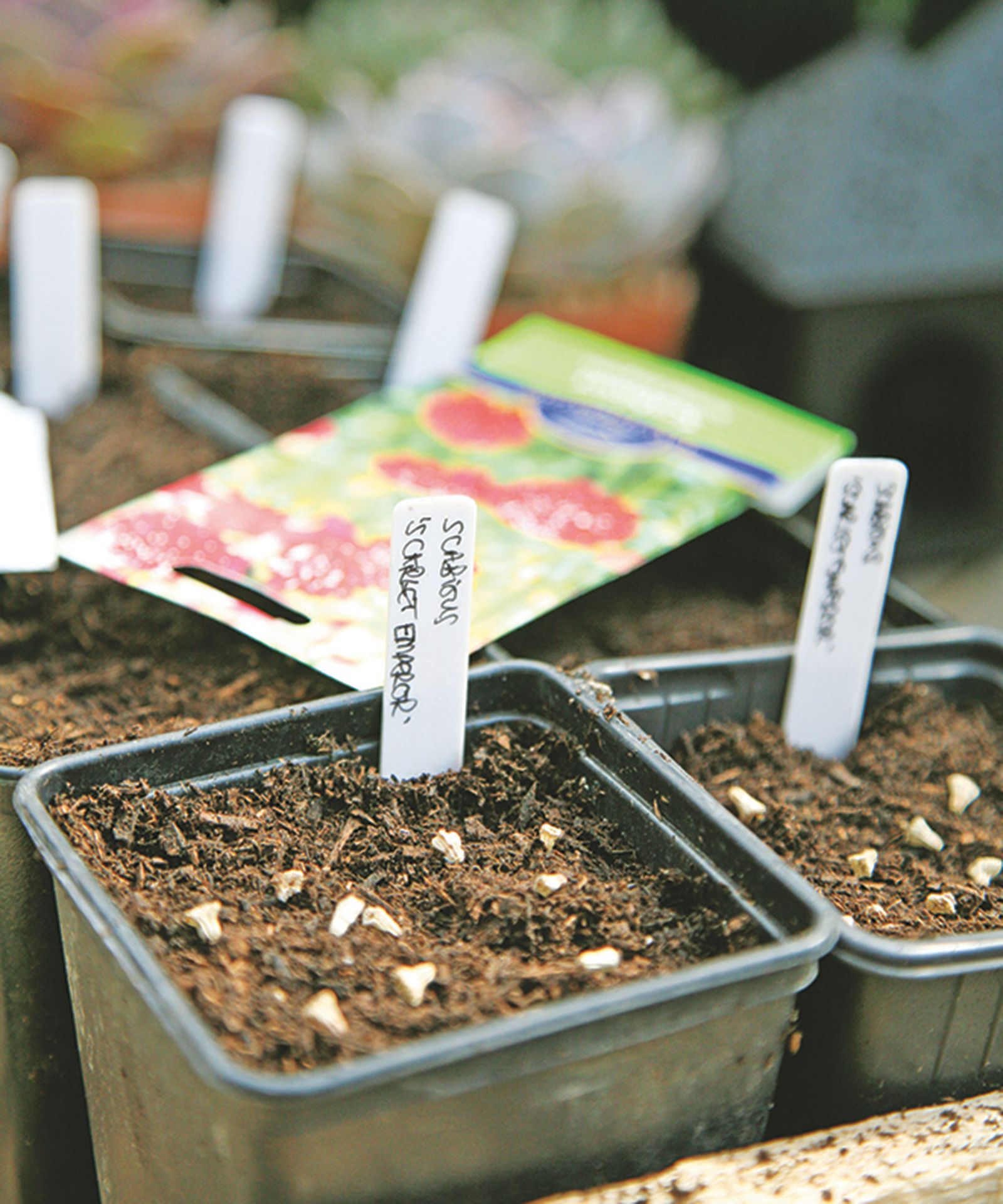 How to get free seeds: 7 budget-friendly ideas | Homes and Gardens