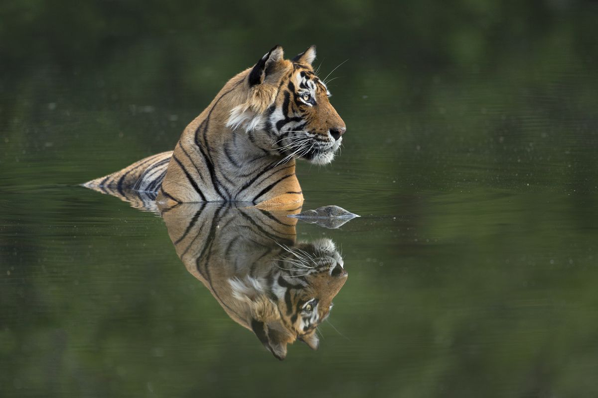 Help save the most endangered big cat, with the Remembering Tigers ...