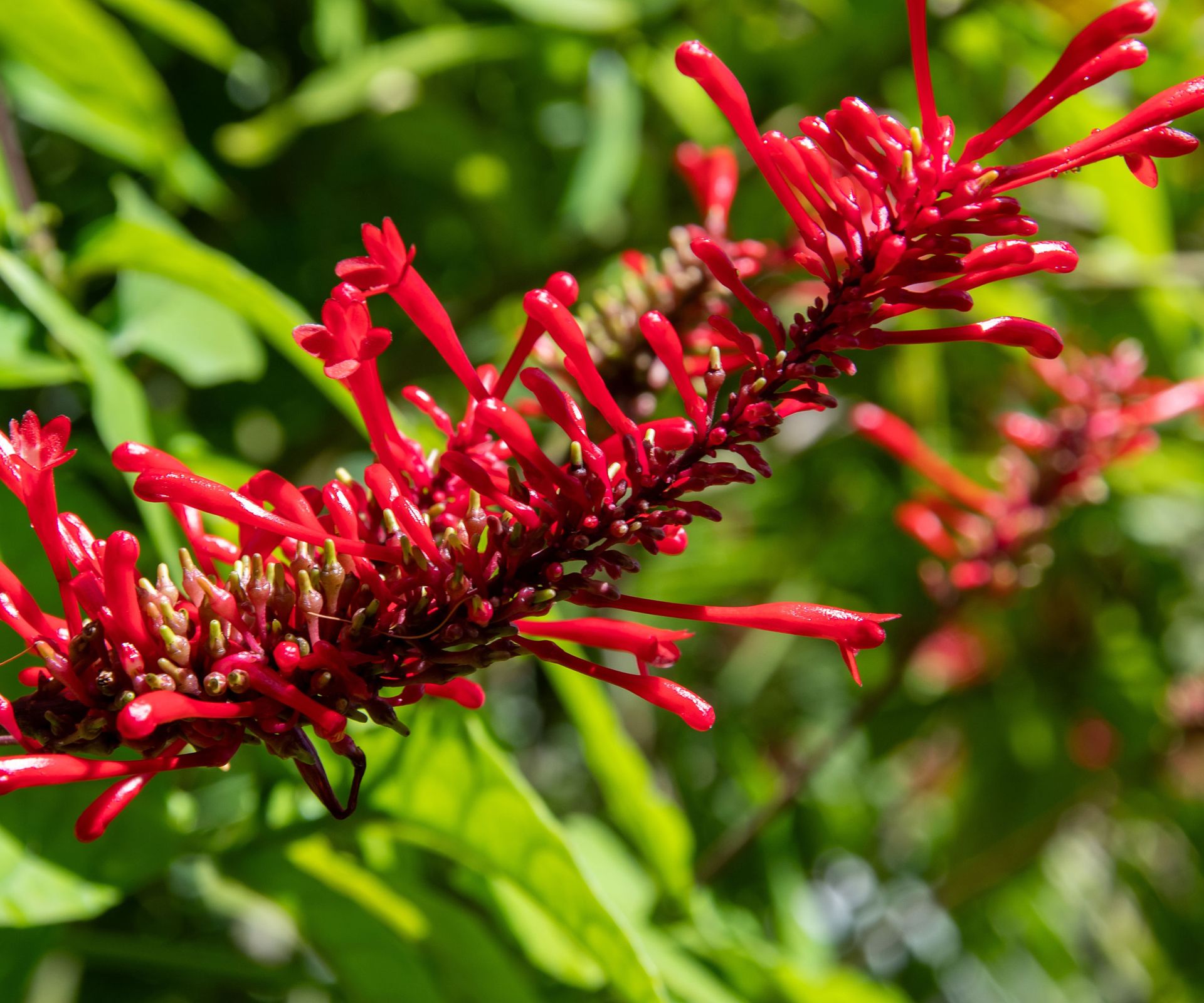 Grow These 10 Full Sun Hummingbird Plants For Happy Hummers | Gardening ...