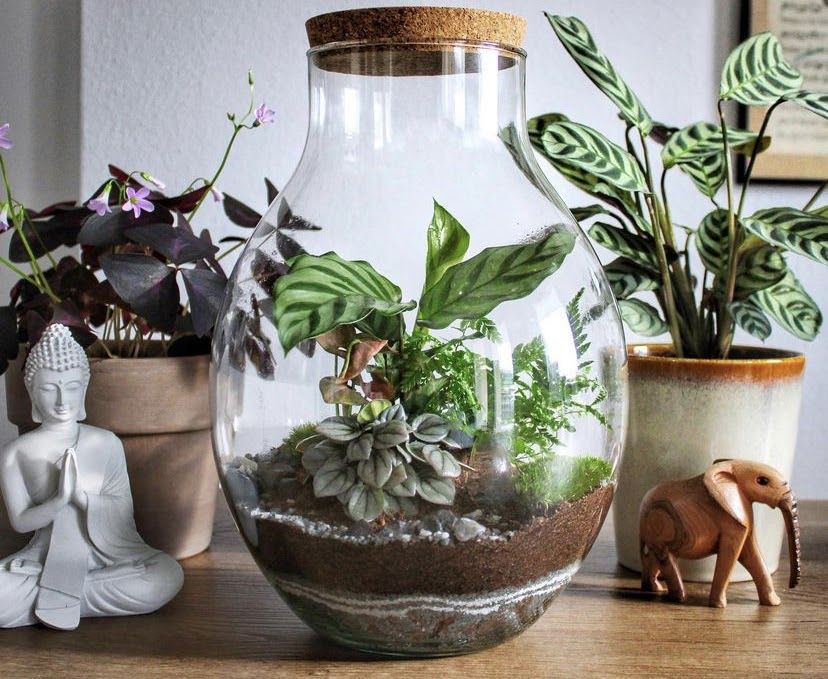 How to make a terrarium at home – 10 steps using succulents, moss and more | Real Homes