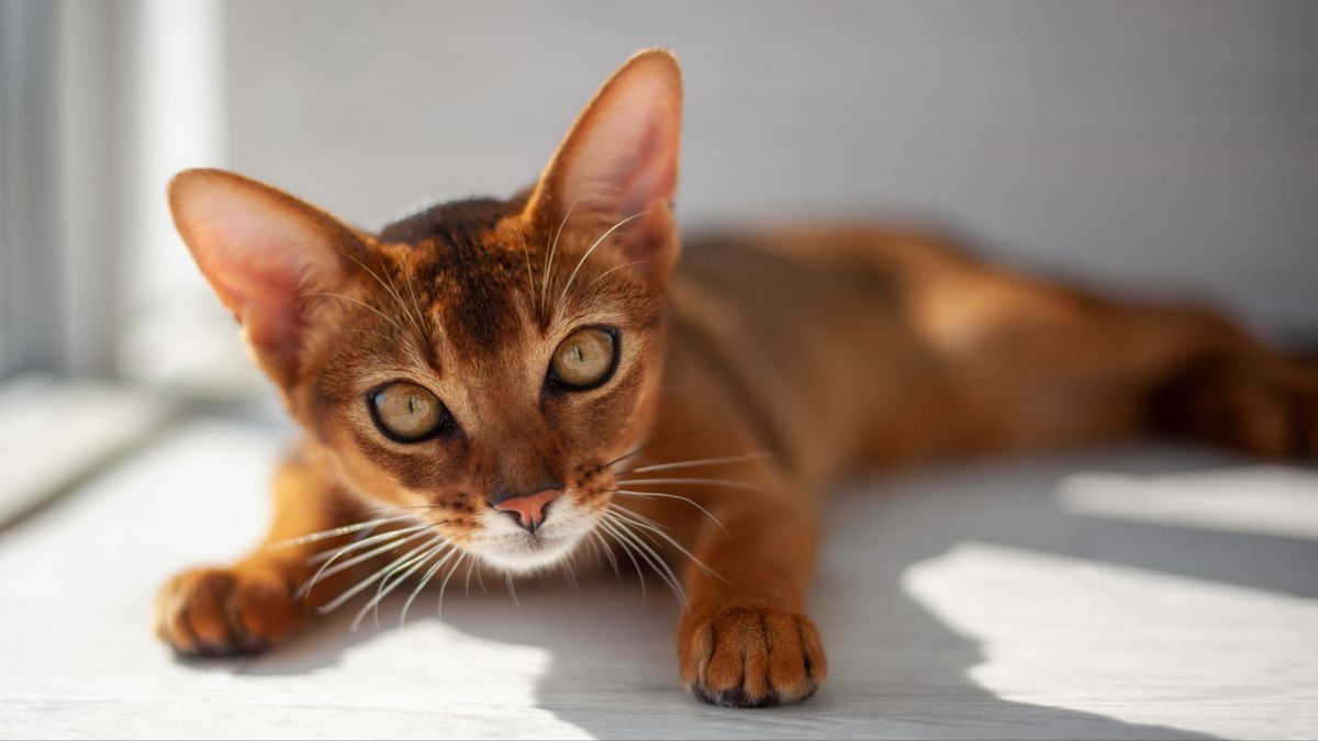 Best cat breeds for dog owners | PetsRadar