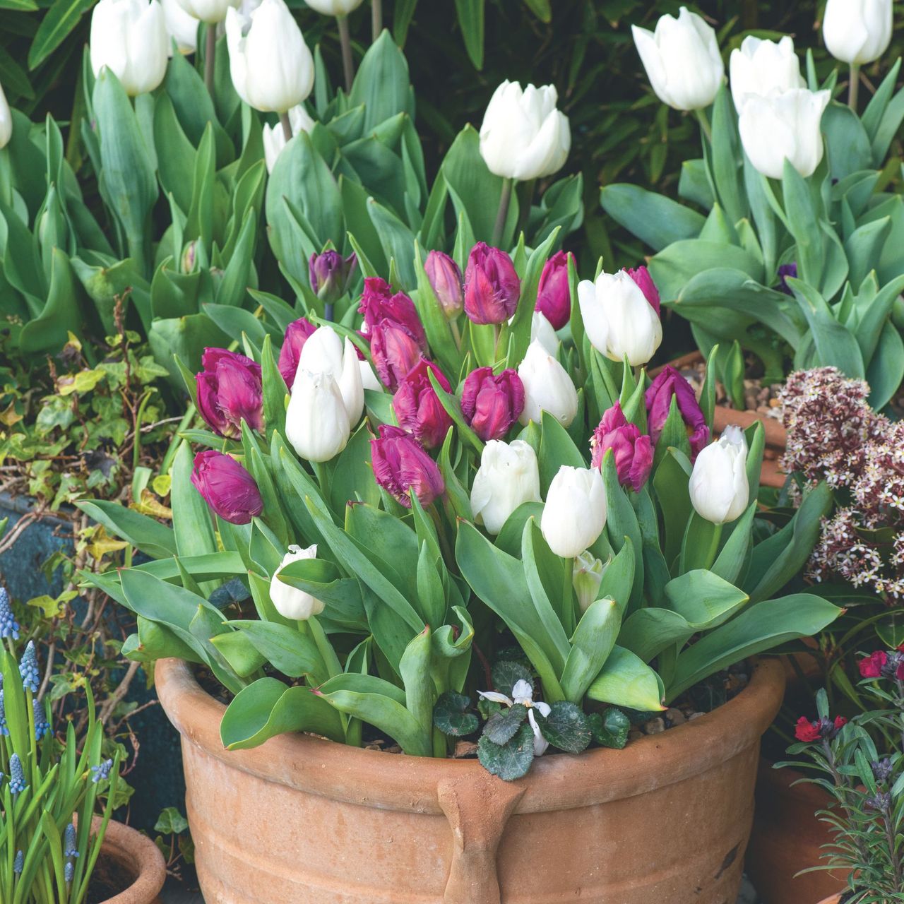 How to plant tulips in pots for dazzling spring displays | Ideal Home