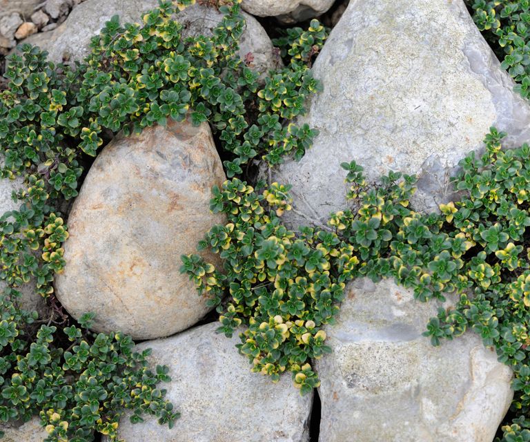 Best drought-tolerant ground cover plants: 12 low-growing plants ...