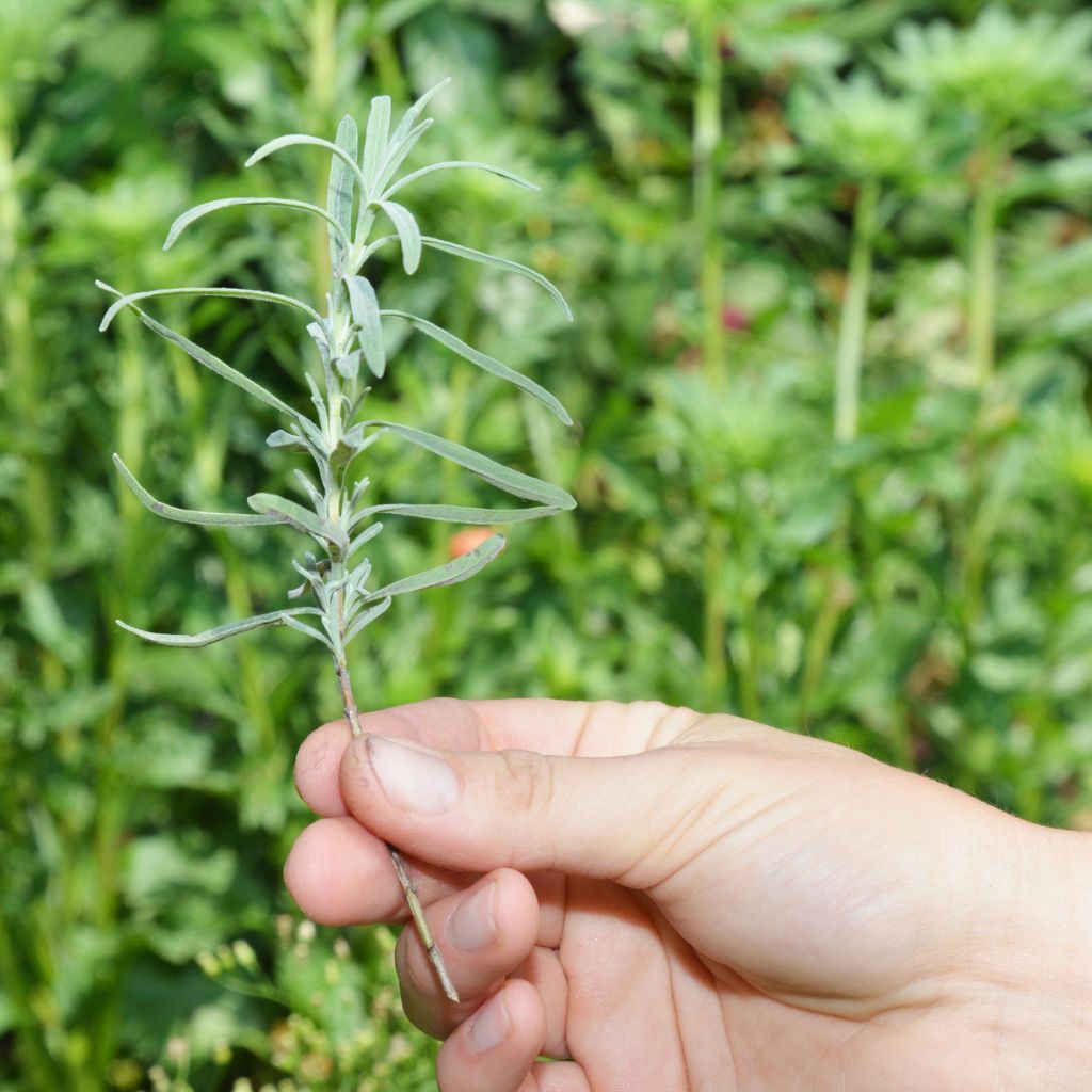 Tips & Information about Lavender | Gardening Know How