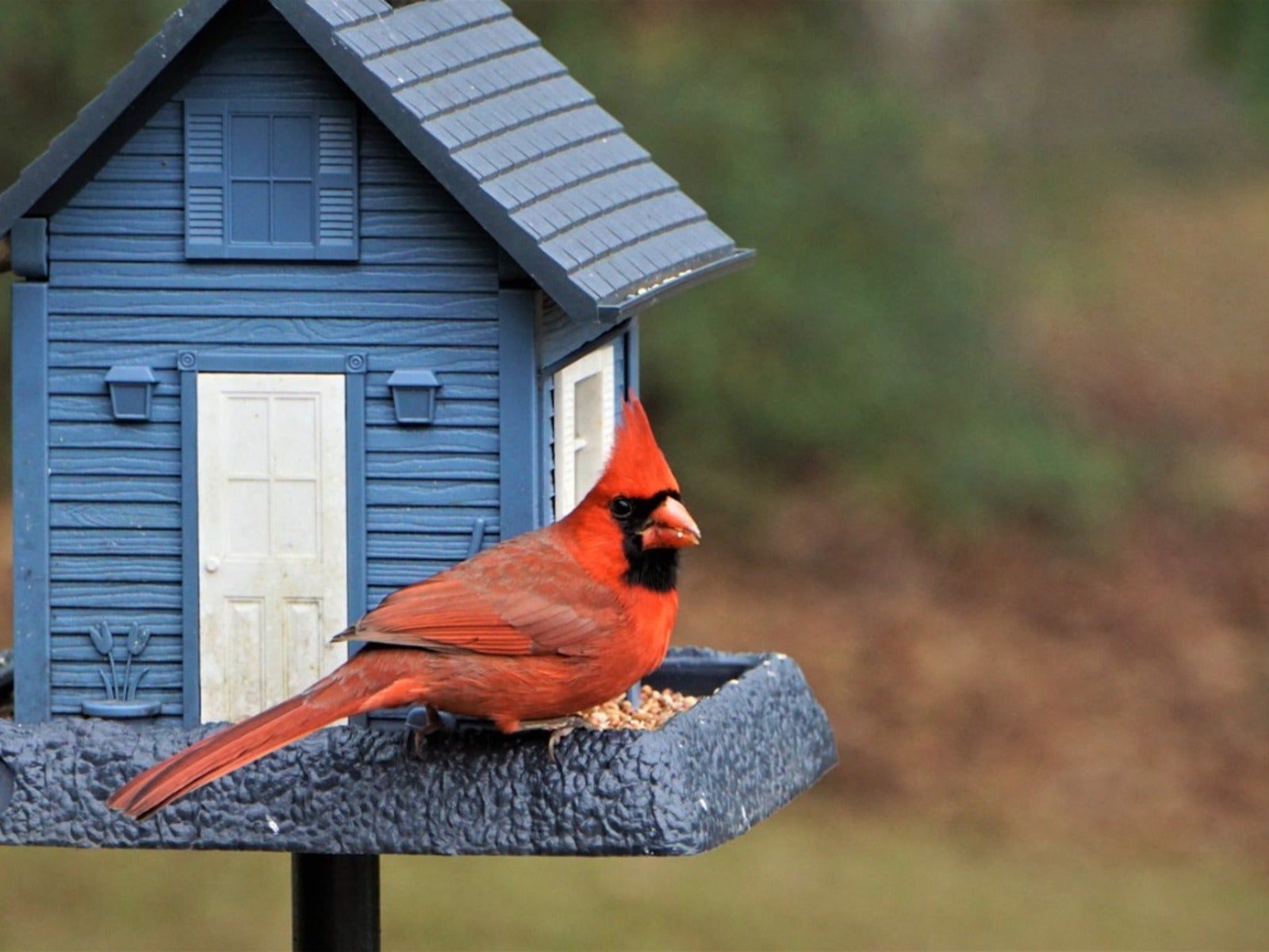 Common Birds In The Ohio Valley And Central Midwest | Gardening Know How