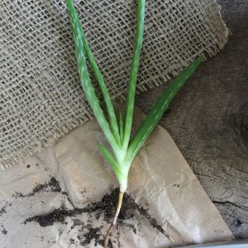 How to propagate aloe vera: a step-by-step guide | Ideal Home