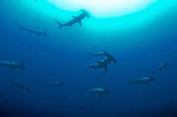 In Images: The Fantastic Creatures of Shark Island | Live Science